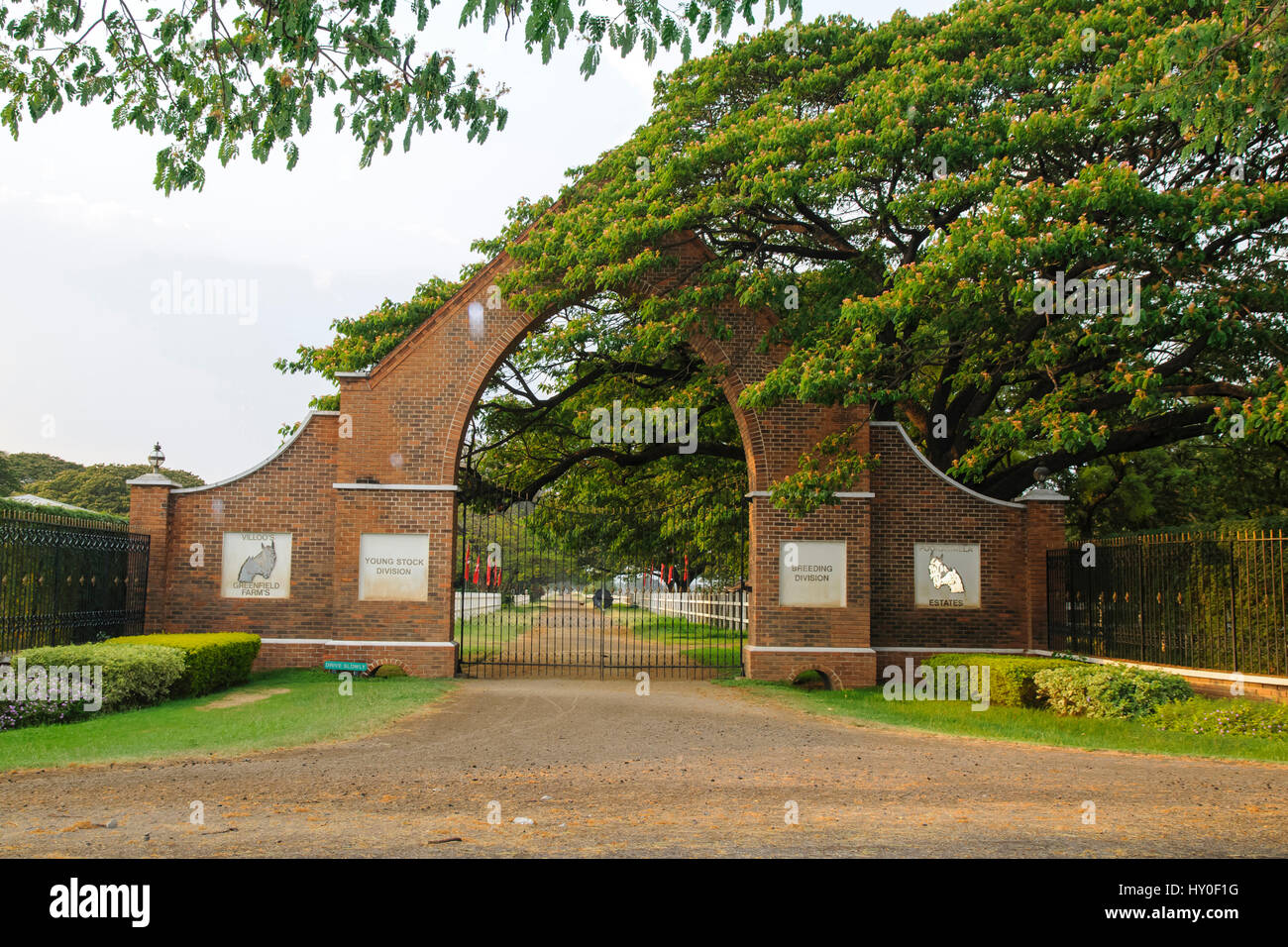 Poonawalla stud farm Banque de photographies et d’images à haute ...