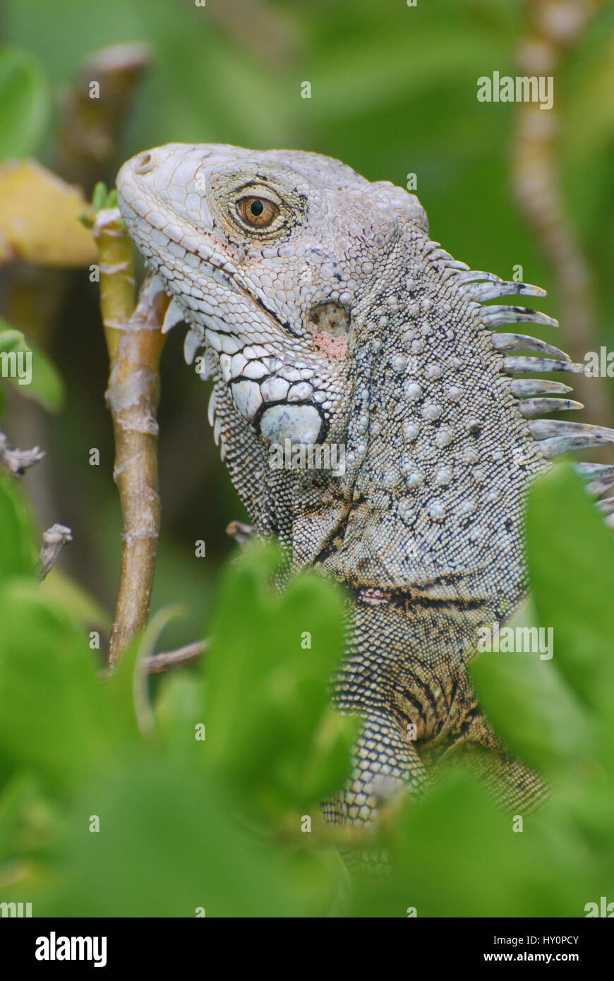 Iguane Gris Banque d'image et photos - Alamy