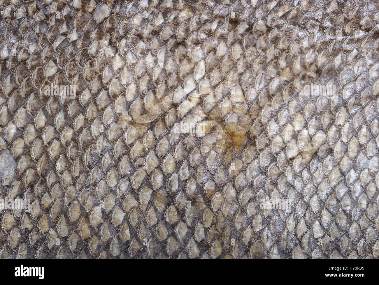 La texture des écailles de poisson Photo Stock - Alamy