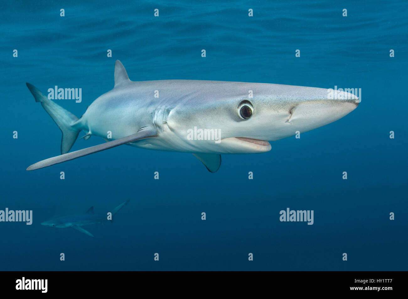 Requins bleus Banque de photographies et d’images à haute résolution ...