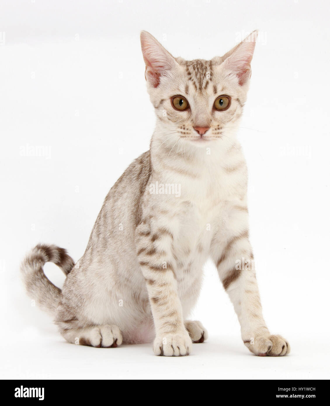 Chaton assis Banque de photographies et d’images à haute résolution - Alamy