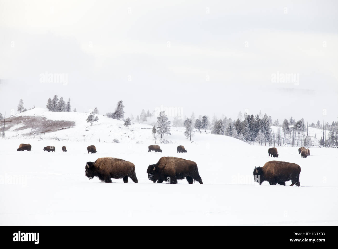 Trois bison Banque de photographies et d’images à haute résolution - Alamy