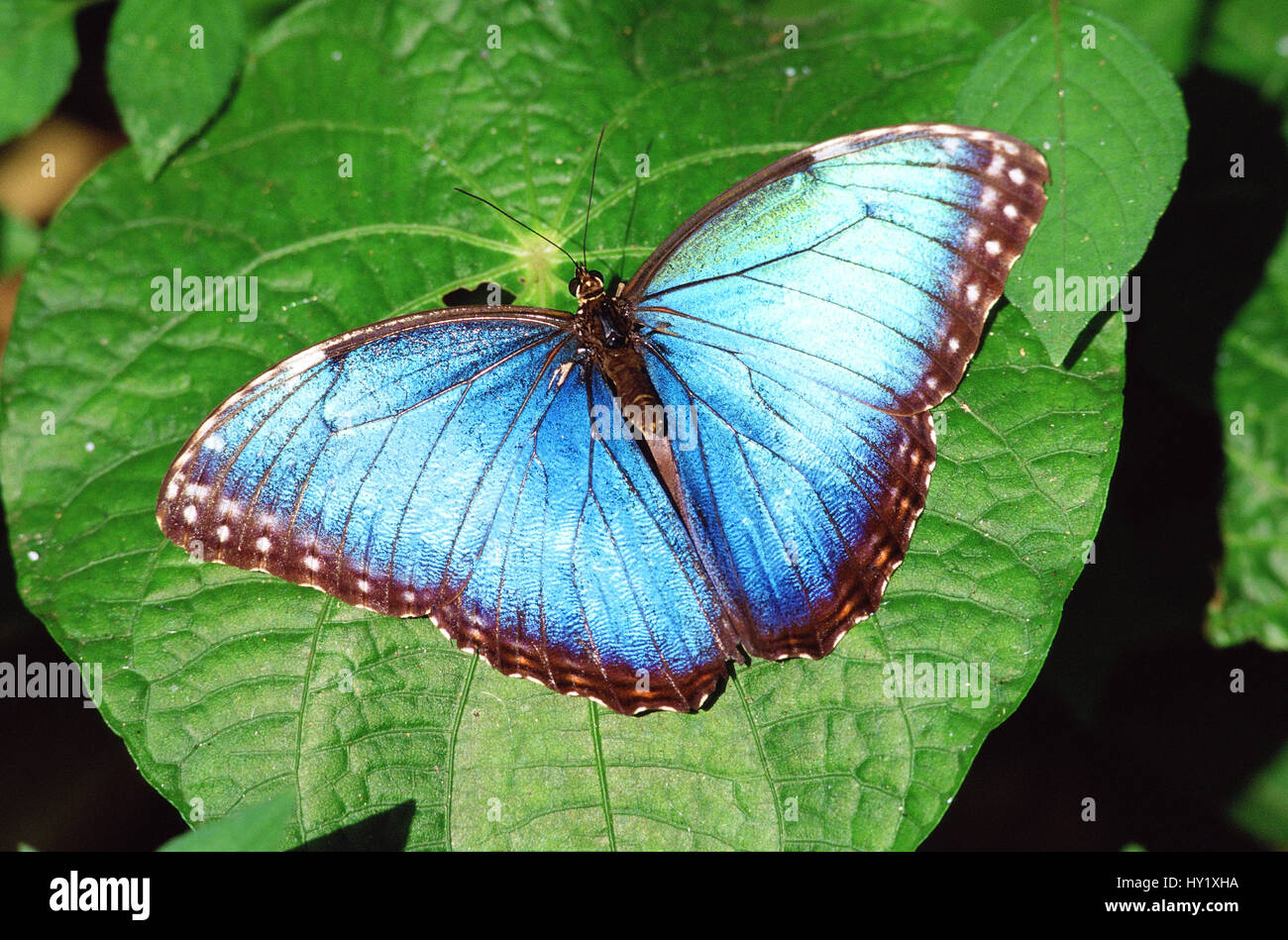 Papillon Bleu morpho peleides Morpho () sur la feuille. Costa Rica ...