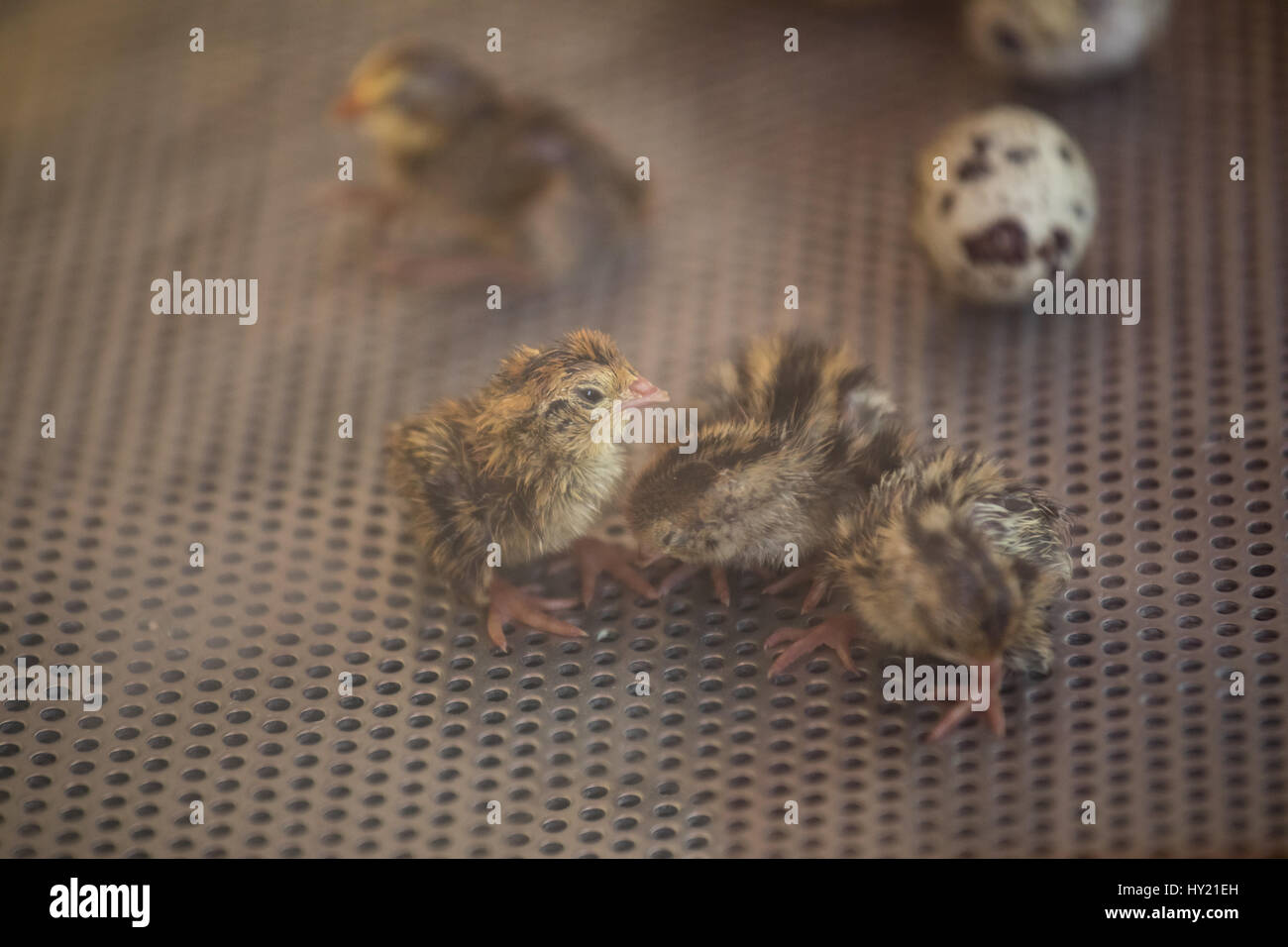 Bébé caille Banque de photographies et d’images à haute résolution - Alamy
