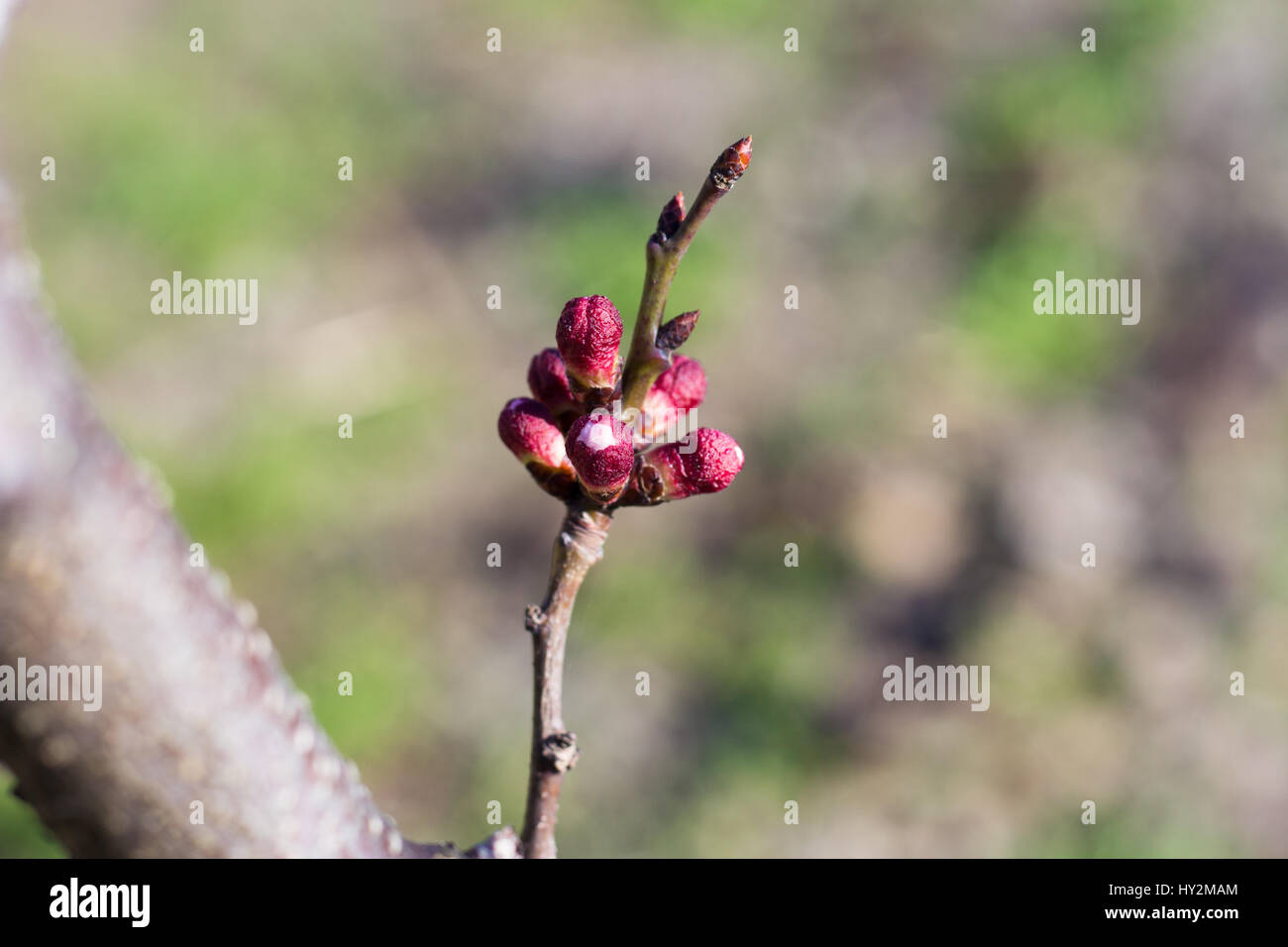Fleur de cerisier fleurs bourgeons bourgeons fleur Banque de ...