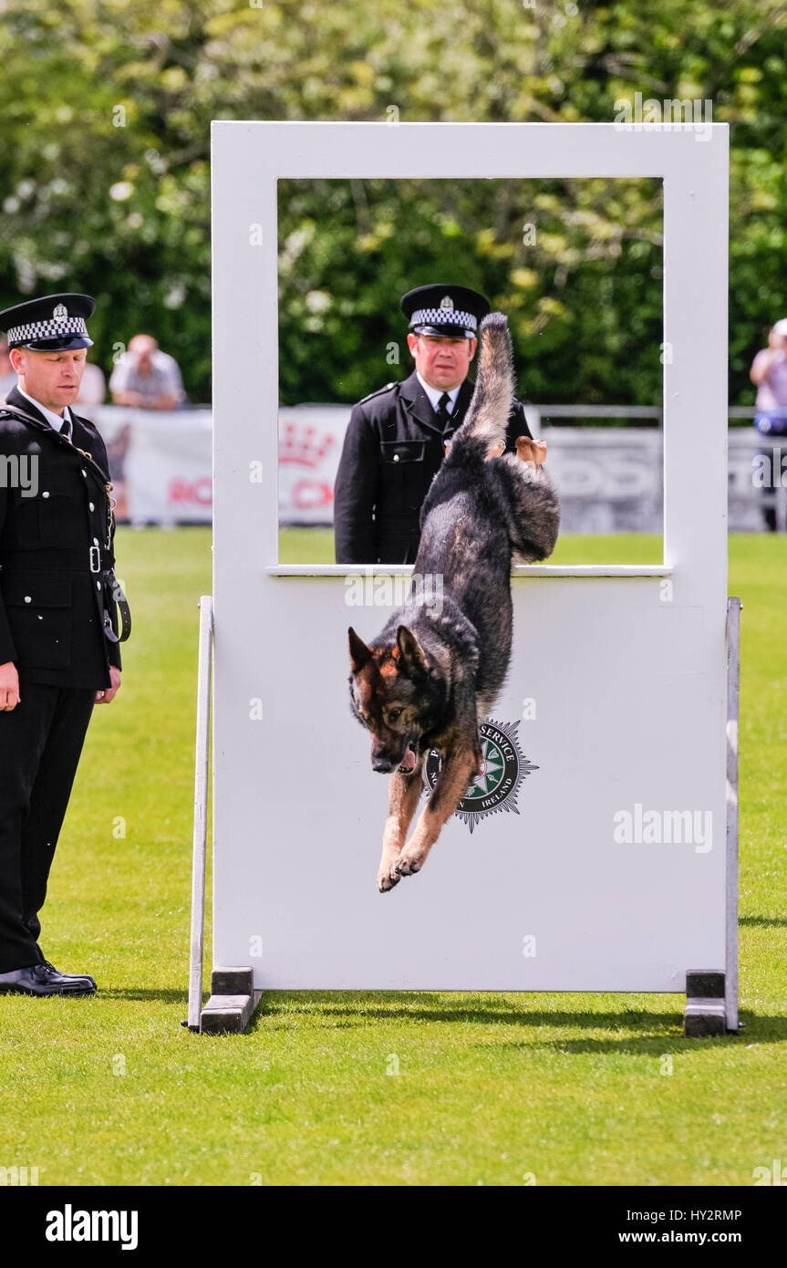Uk national police dog trials Banque de photographies et d’images à ...