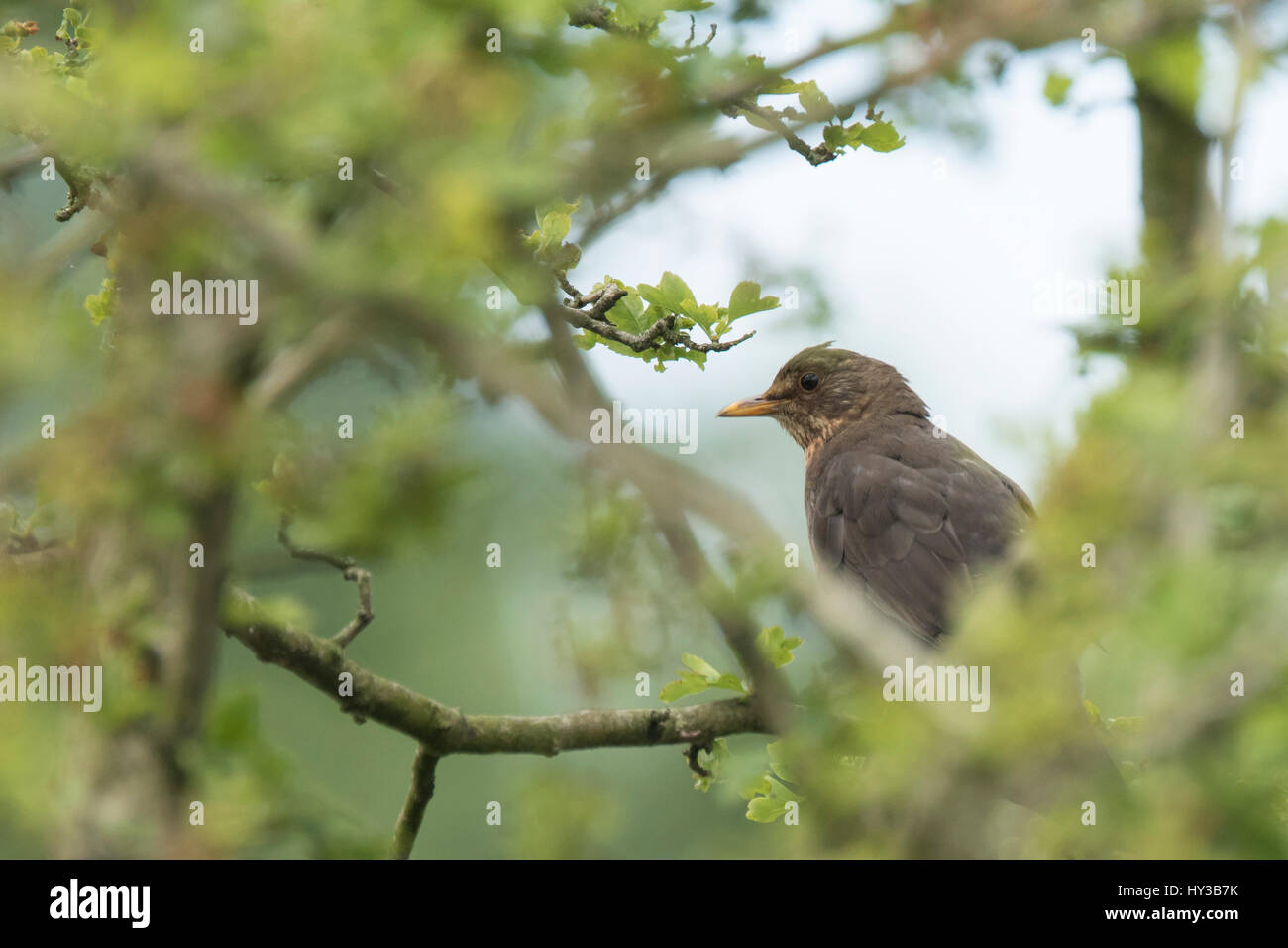 Chant oiseau merle femelle Banque de photographies et d’images à haute ...