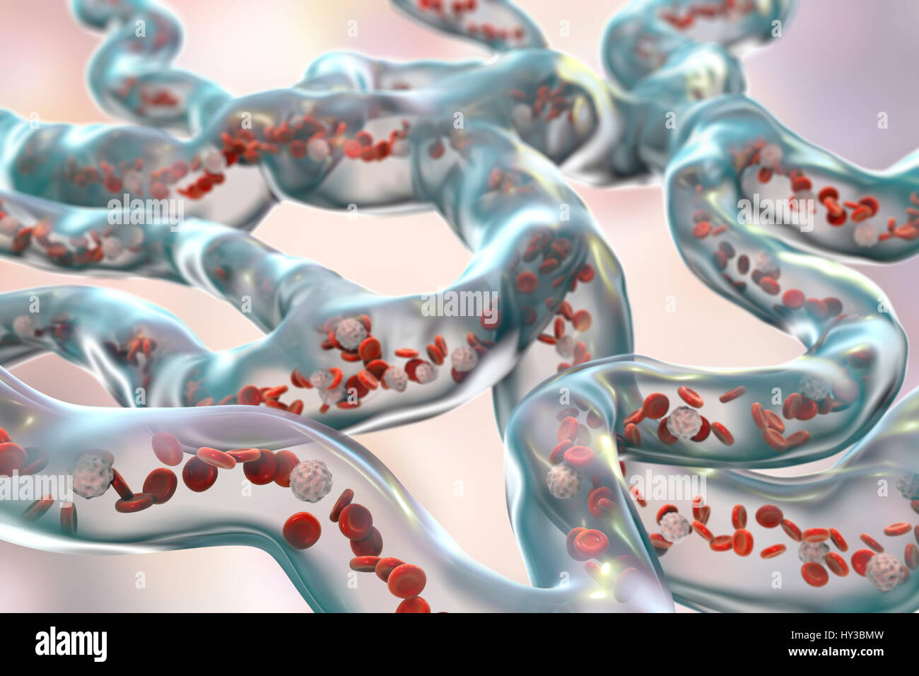Réseau de vaisseaux sanguins avec les cellules du sang, de l ...