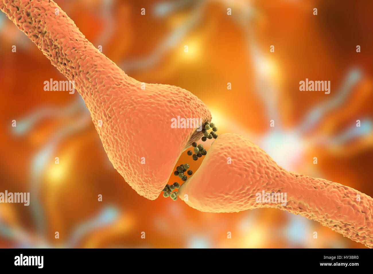 Synapse nerveuse. Illustration d'ordinateur d'une jonction, ou synapse ...