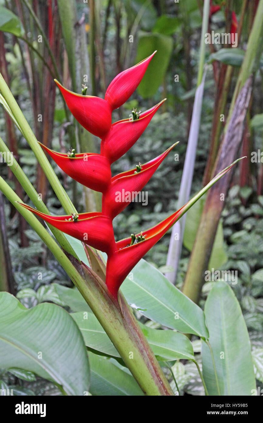 Fleur de balisier Banque de photographies et d’images à haute ...