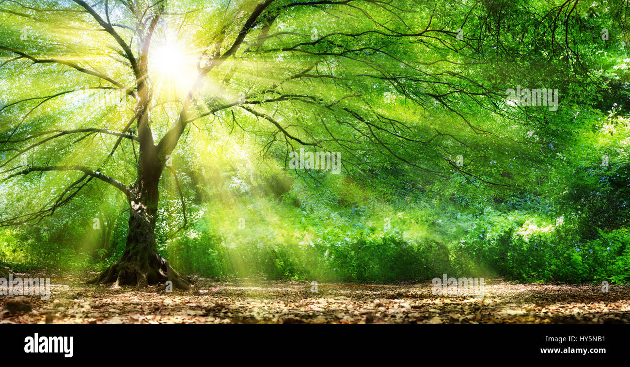 Arbre avec soleil en forêt sauvage Photo Stock - Alamy