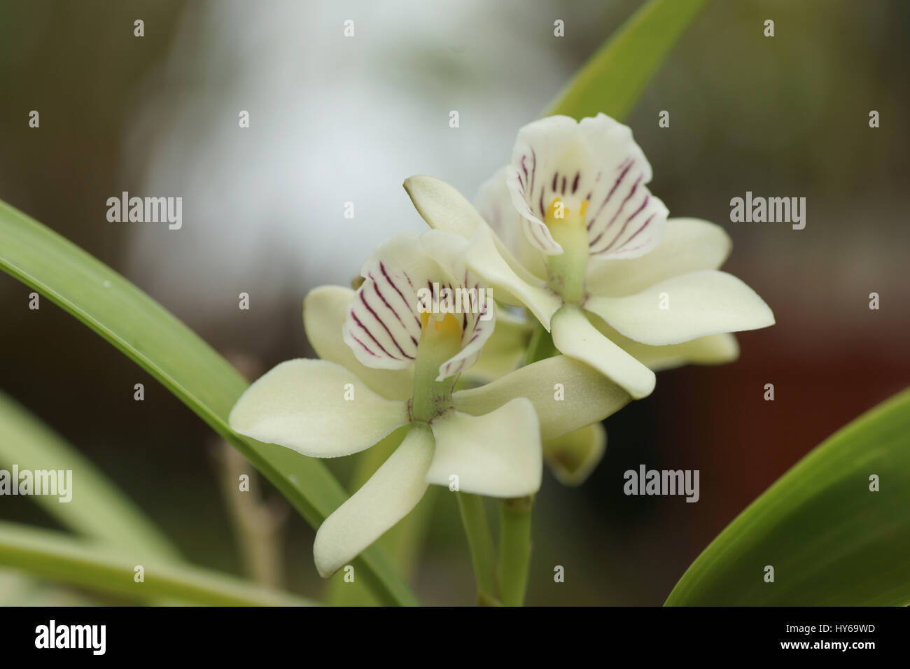 Encyclia radiata orchid Banque de photographies et d’images à haute ...