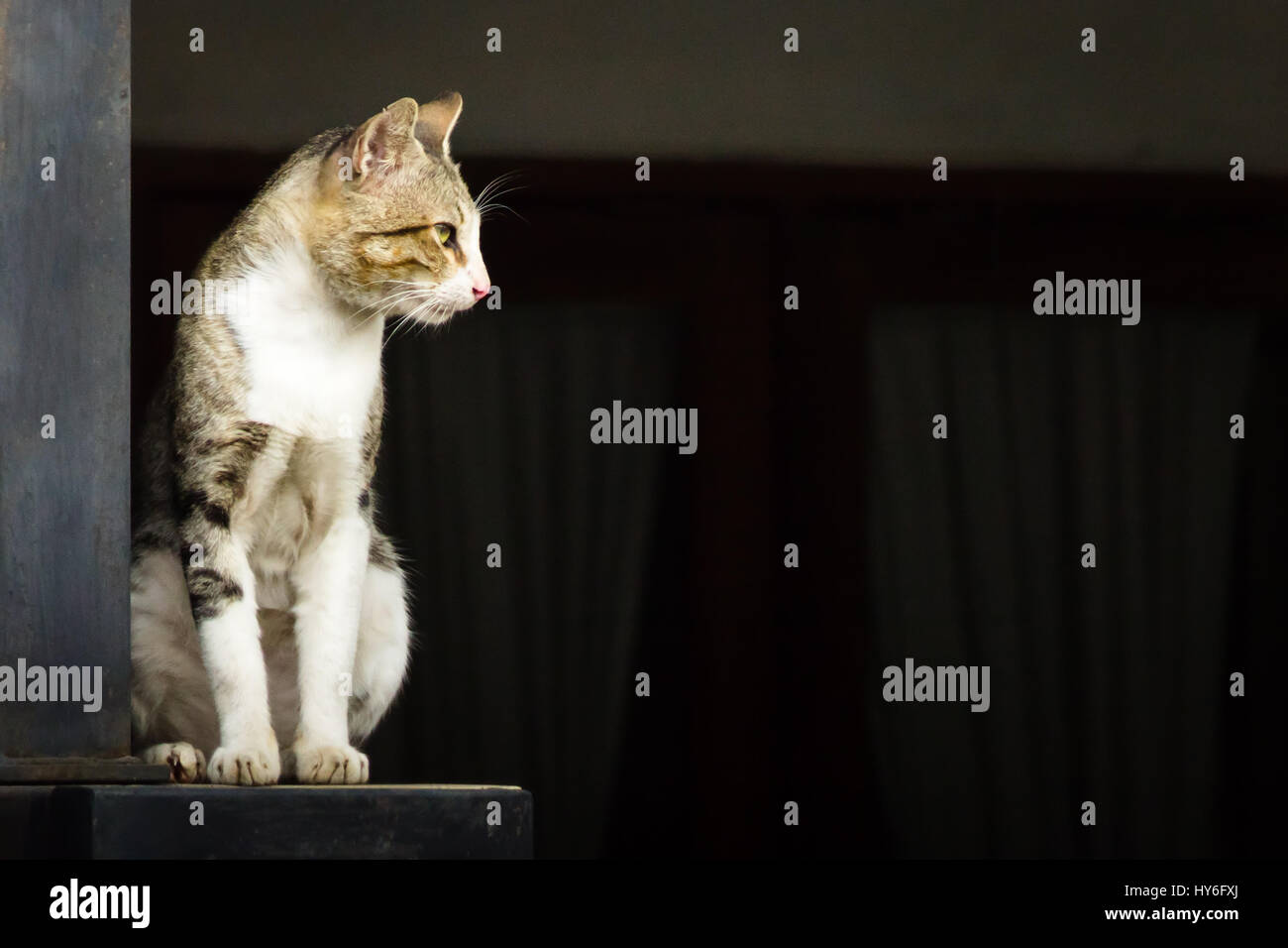 Chat domestique sauvage debout sur la barrière de béton. Le chat a les ...