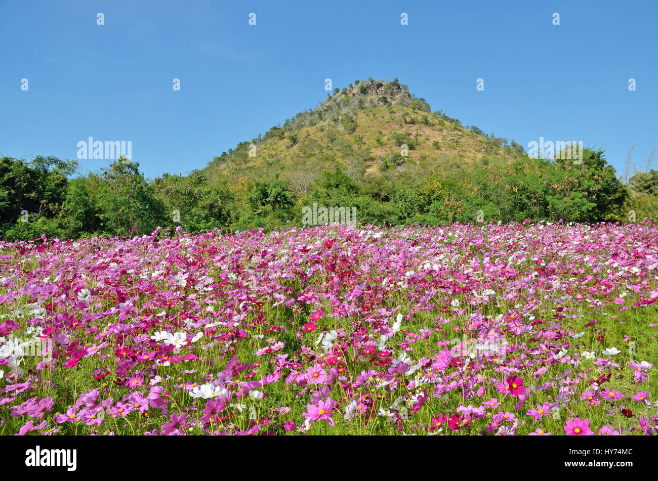 Champ de fleurs cosmos Banque de photographies et d’images à haute ...