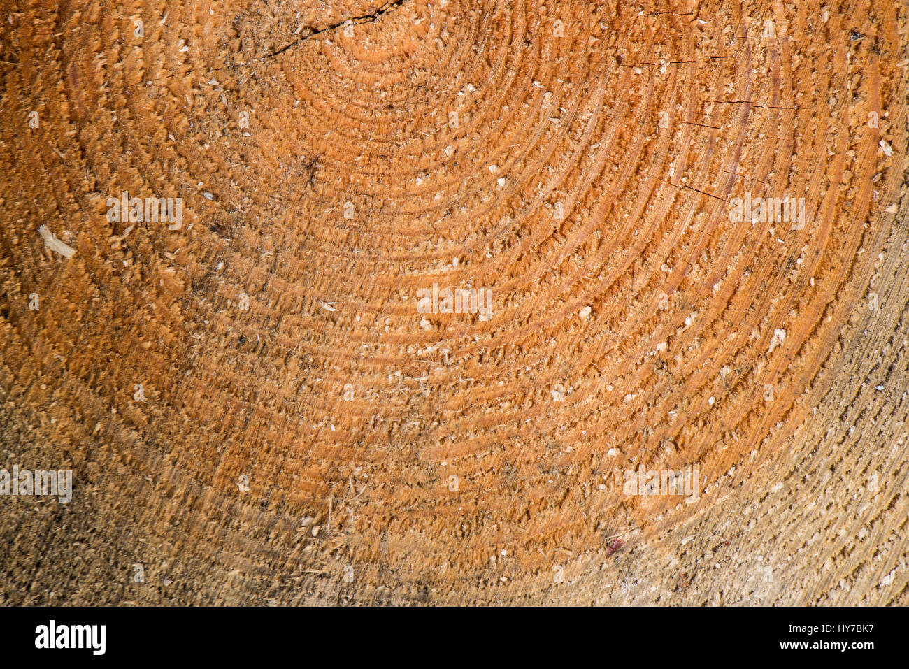 En résumé les lignes et la texture sur le moignon Photo Stock - Alamy