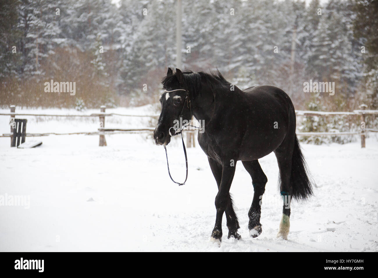 Paddock paddock Banque de photographies et d’images à haute résolution ...