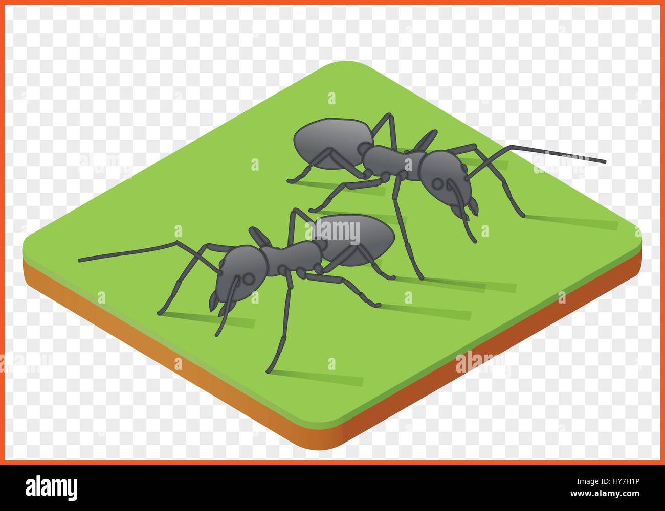 Fourmi macro Banque d'images vectorielles - Alamy