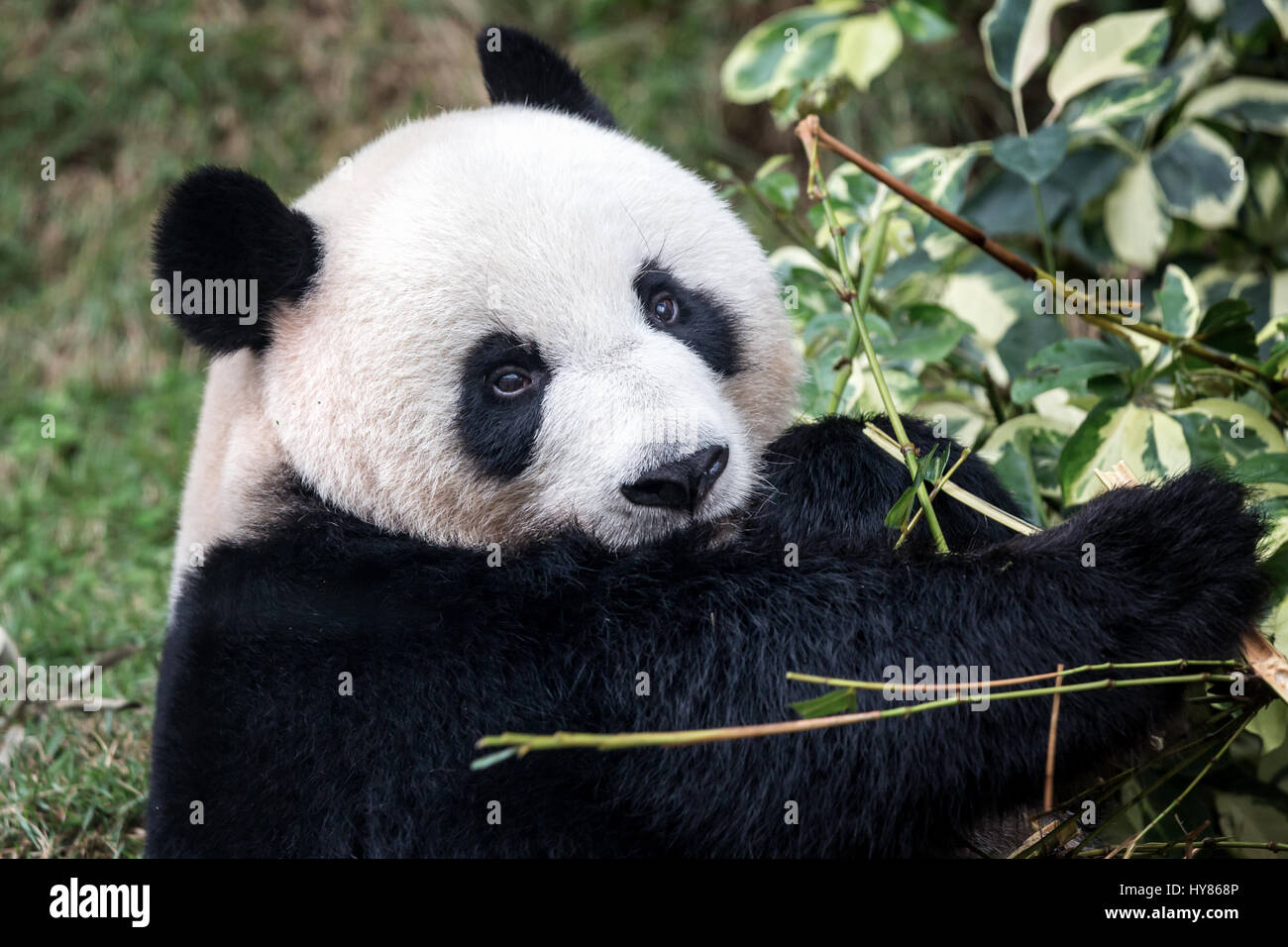 Panda géant Banque de photographies et d’images à haute résolution - Alamy