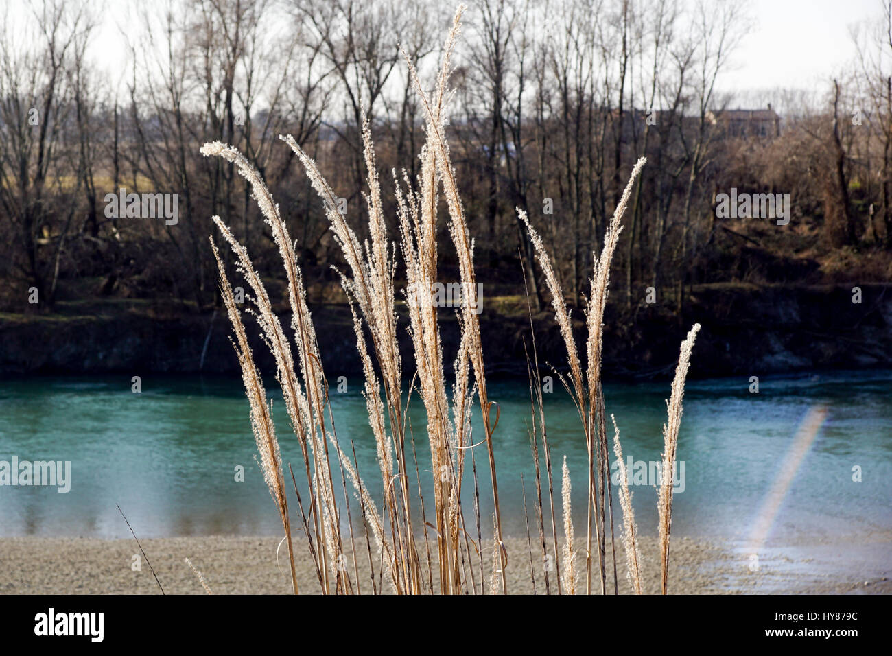 Al forest Banque de photographies et d’images à haute résolution - Alamy