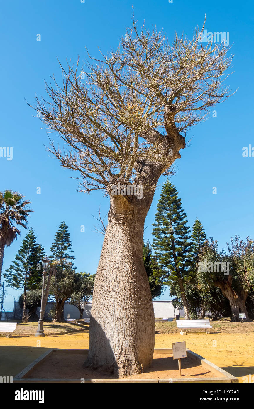 Chorisia speciosa arbre, Parc Genoves, Cadix, Andalousie, Espagne Photo ...