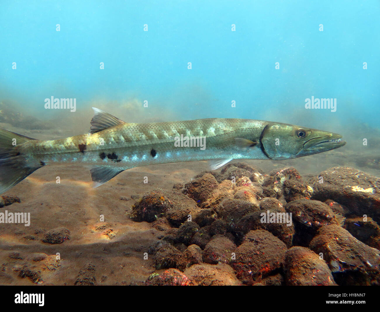 Poisson barracuda Banque de photographies et d’images à haute ...