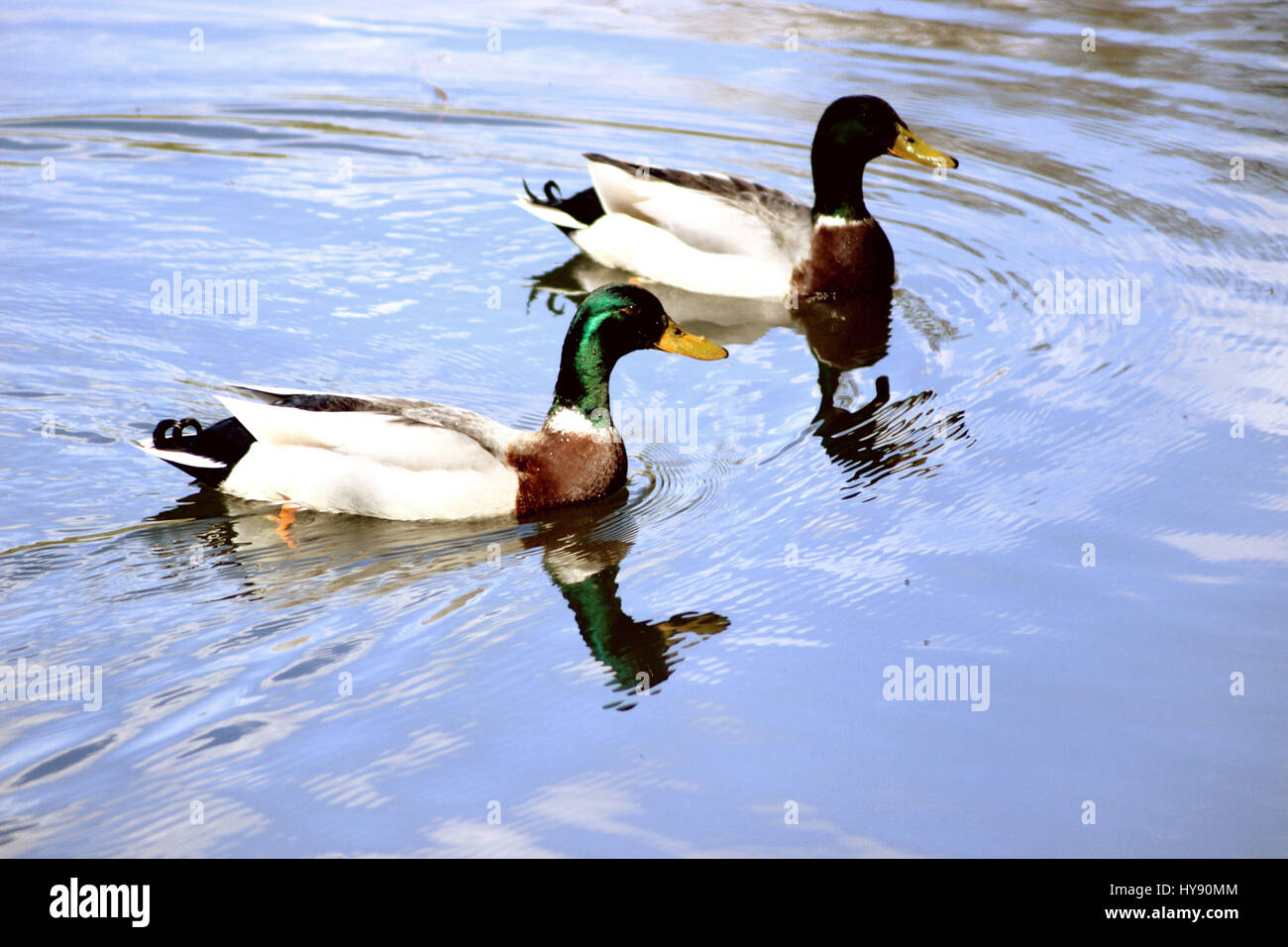 Canards qui nagent Banque de photographies et d’images à haute ...