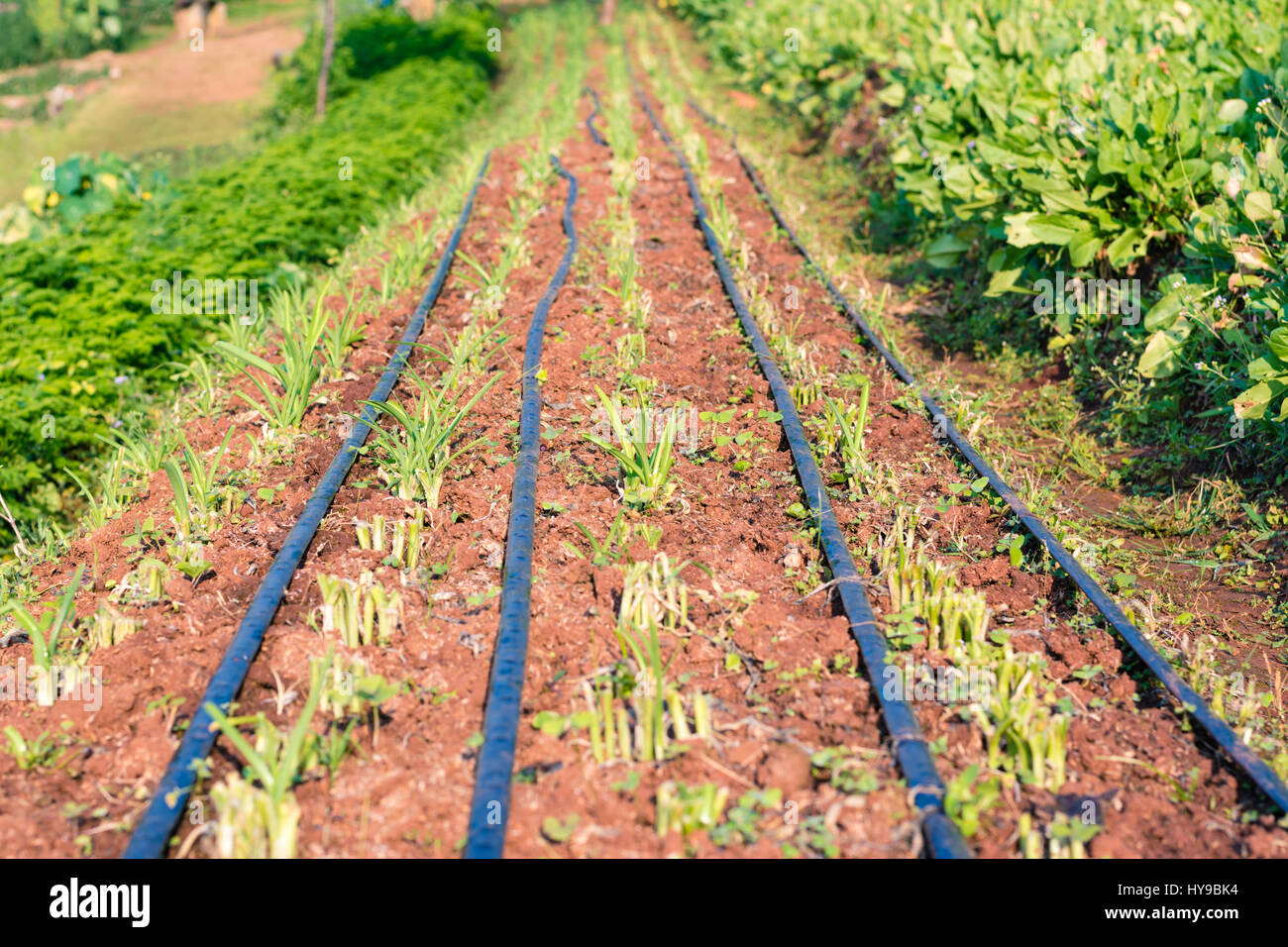 Potager chinois Banque de photographies et d’images à haute résolution ...