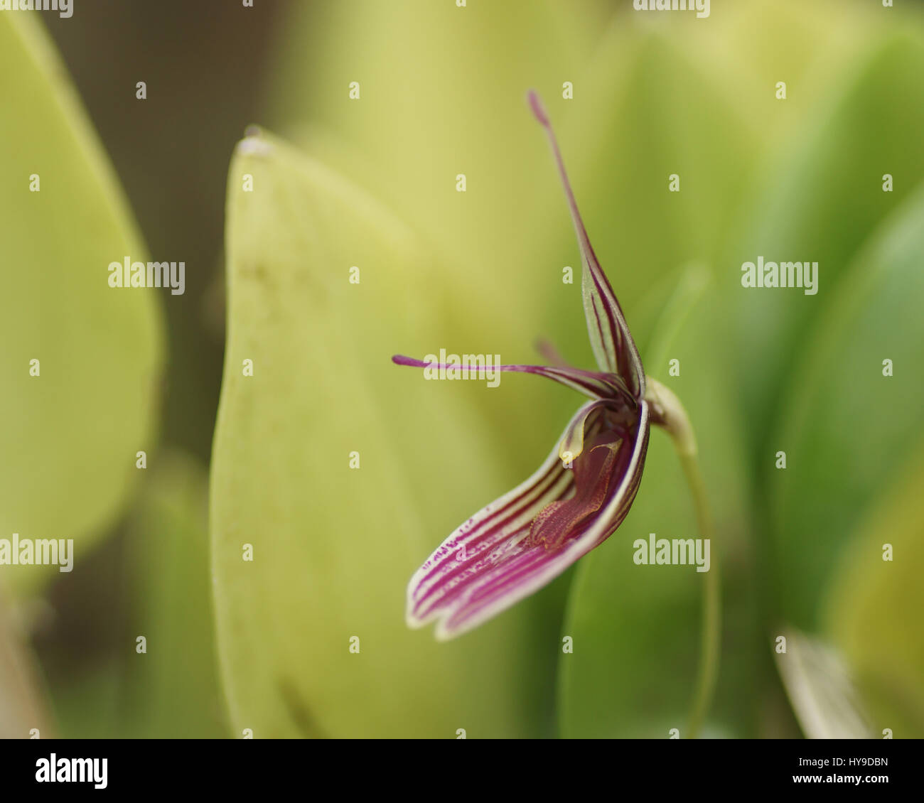Restrepia purpurea Banque de photographies et d’images à haute ...