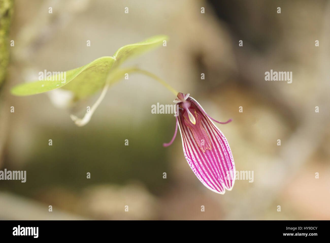 Restrepia purpurea Banque de photographies et d’images à haute ...