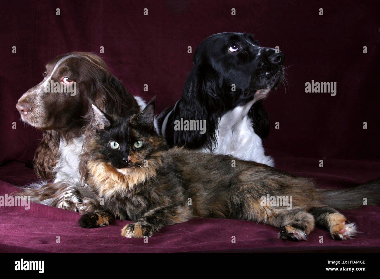Chat comique Banque de photographies et d’images à haute résolution - Alamy