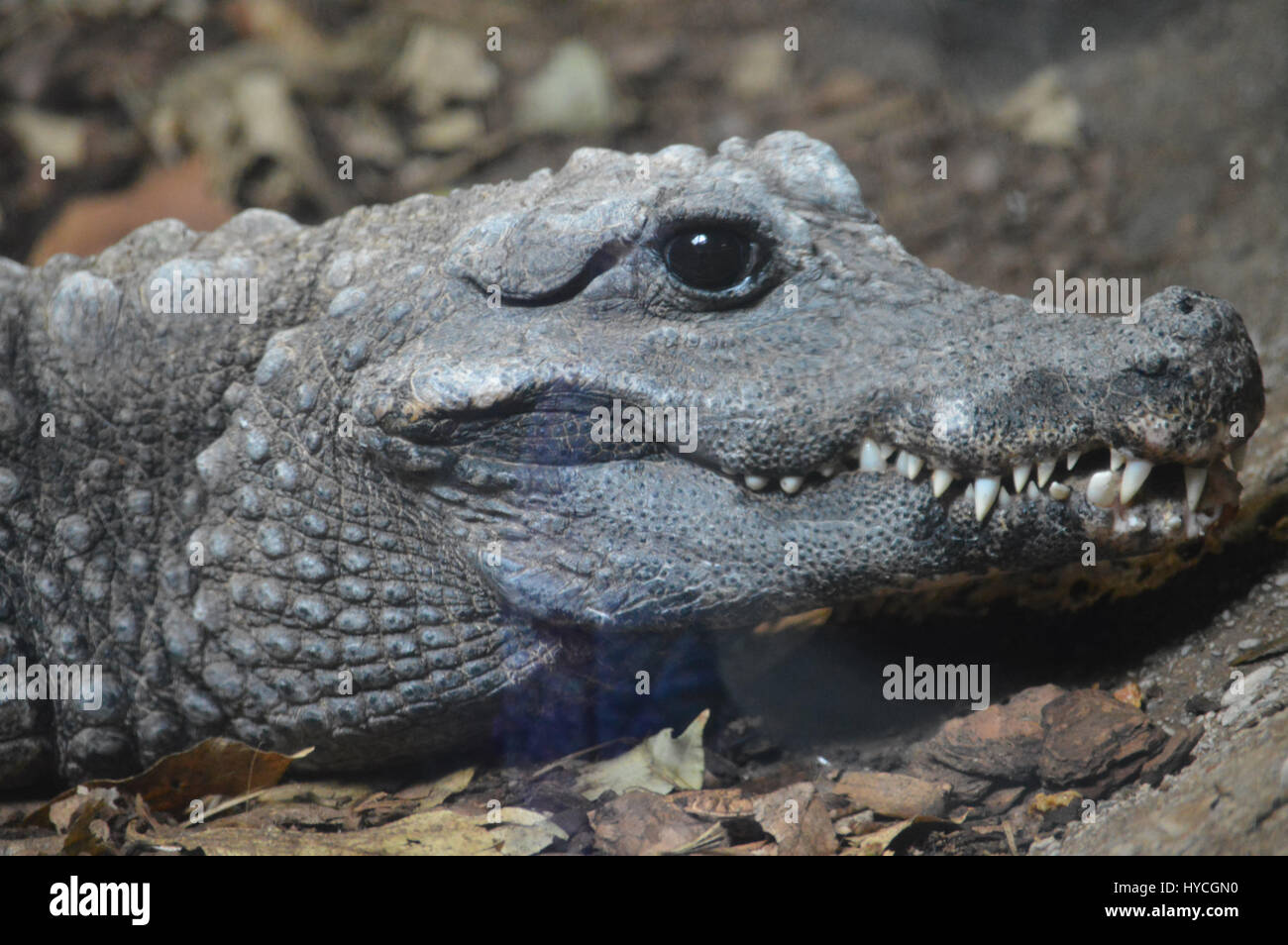 Yeux de crocodile fermés Banque de photographies et d’images à haute résolution - Alamy