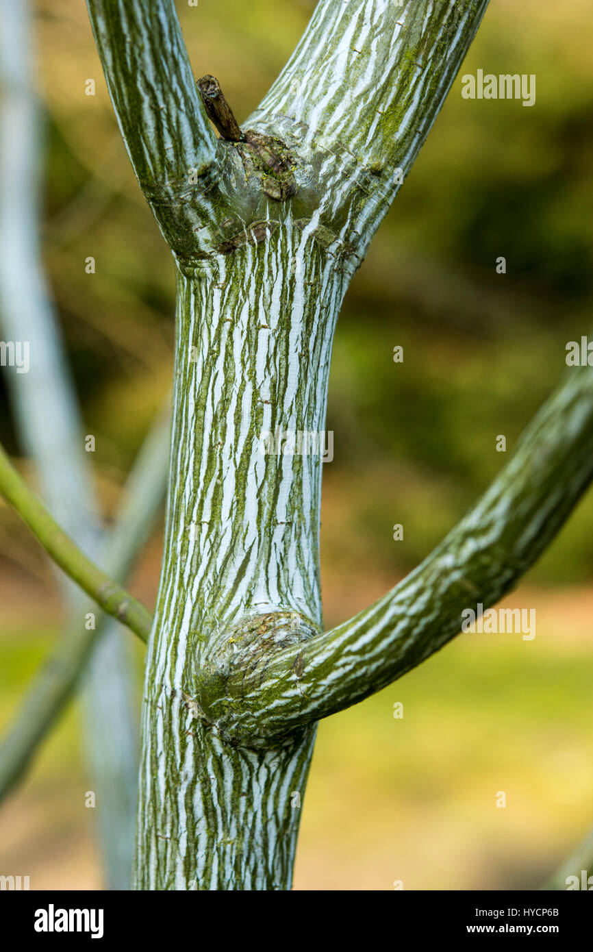 Acer tegmentosum joe witt Banque de photographies et d’images à haute ...