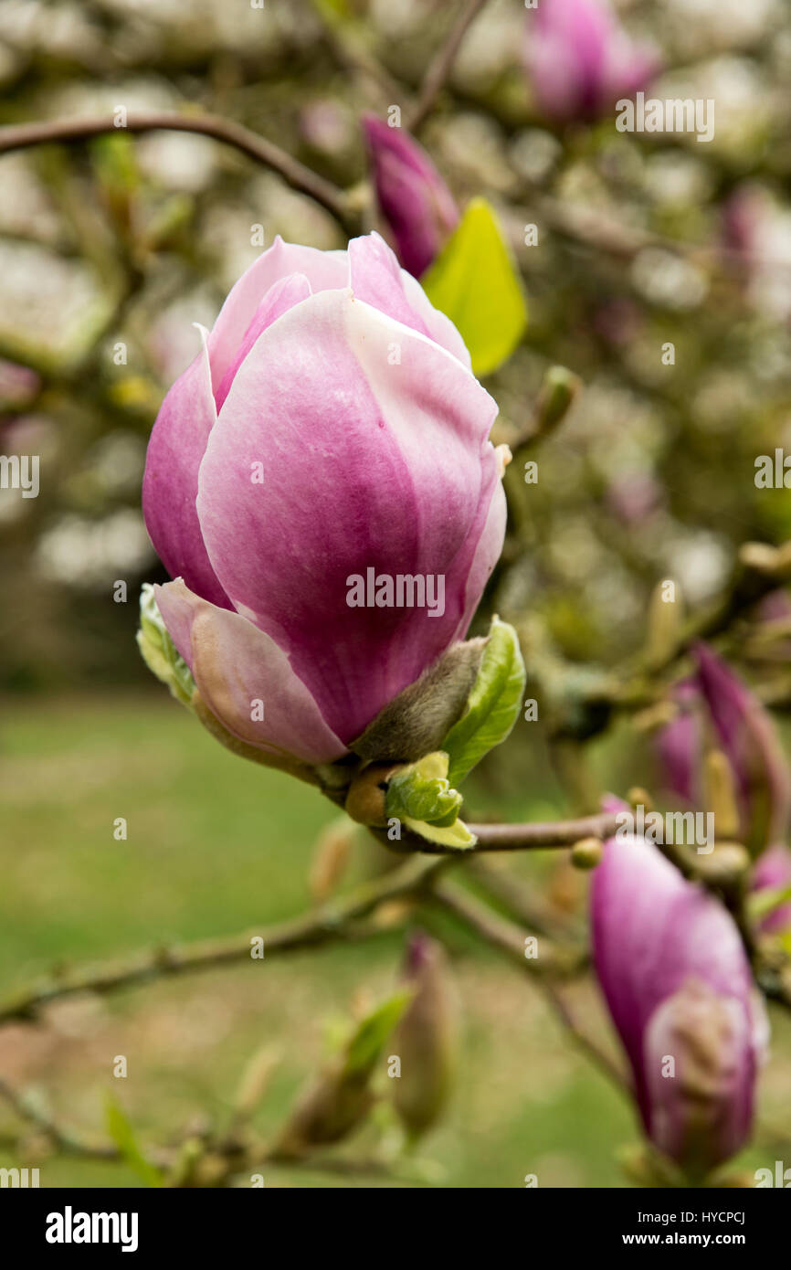 Purple eye Banque de photographies et d’images à haute résolution - Alamy