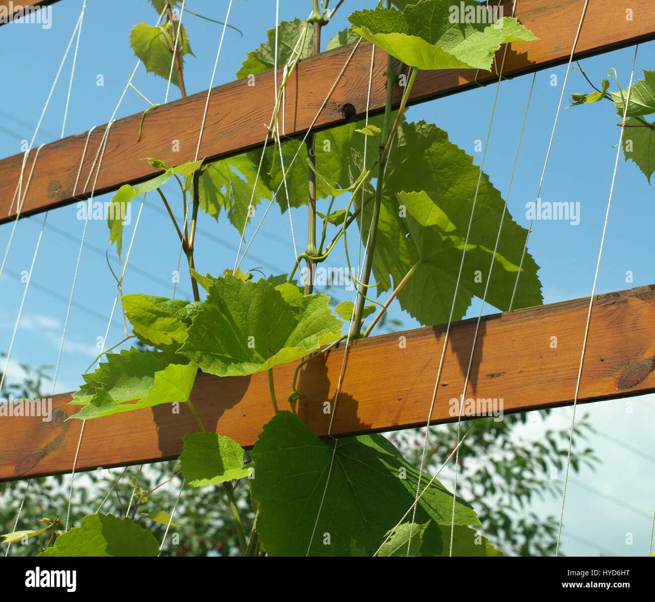 Plantes de la vigne Banque de photographies et d’images à haute ...