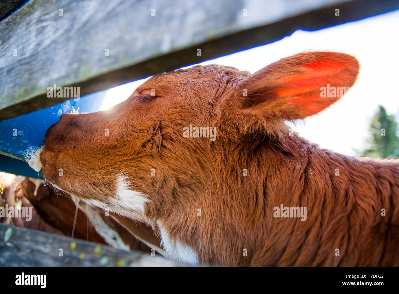 Animaux De Ferme Manger Banque d'image et photos - Alamy