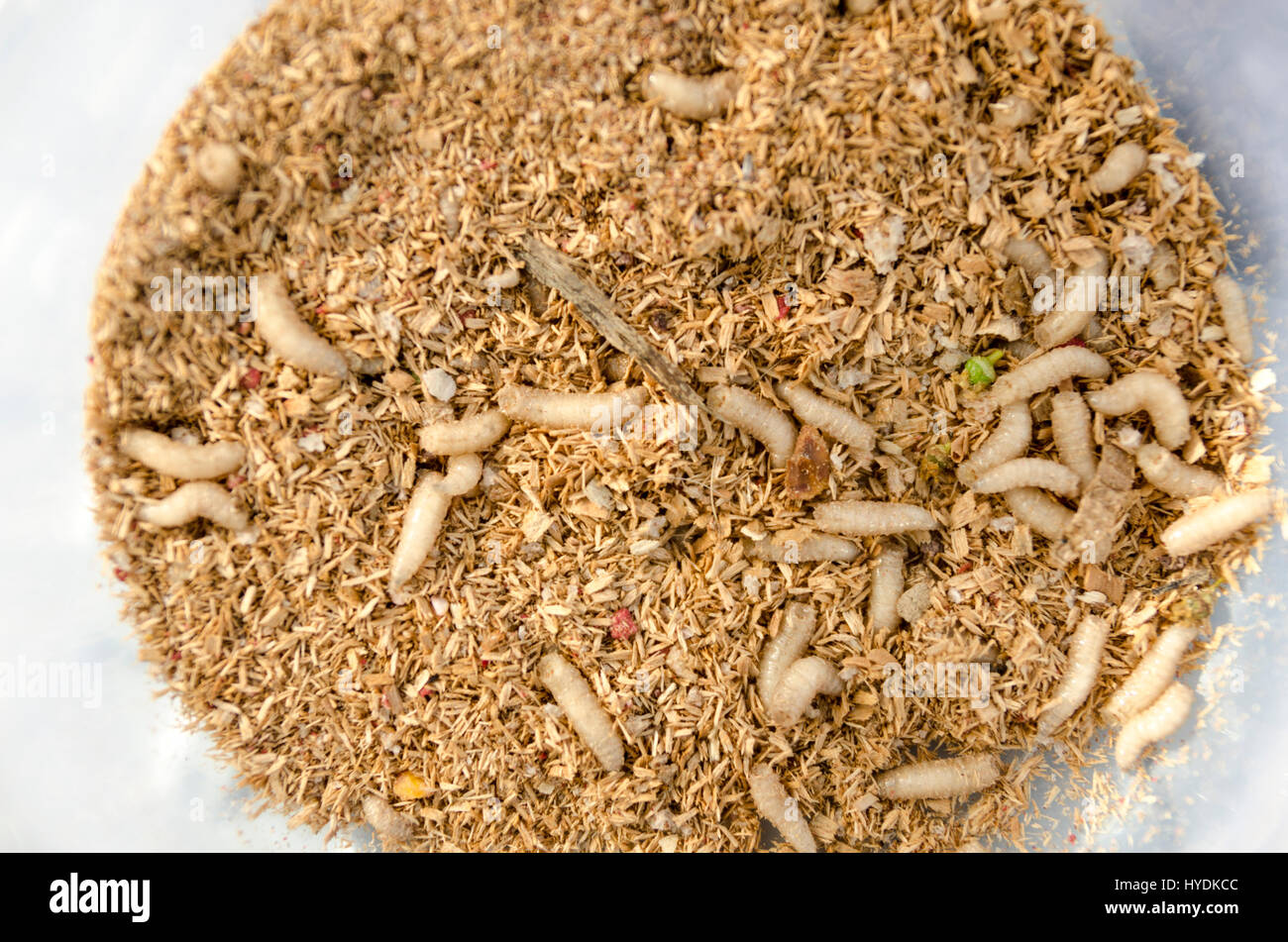 Vers de terre et canne a pêche Banque de photographies et d’images à ...