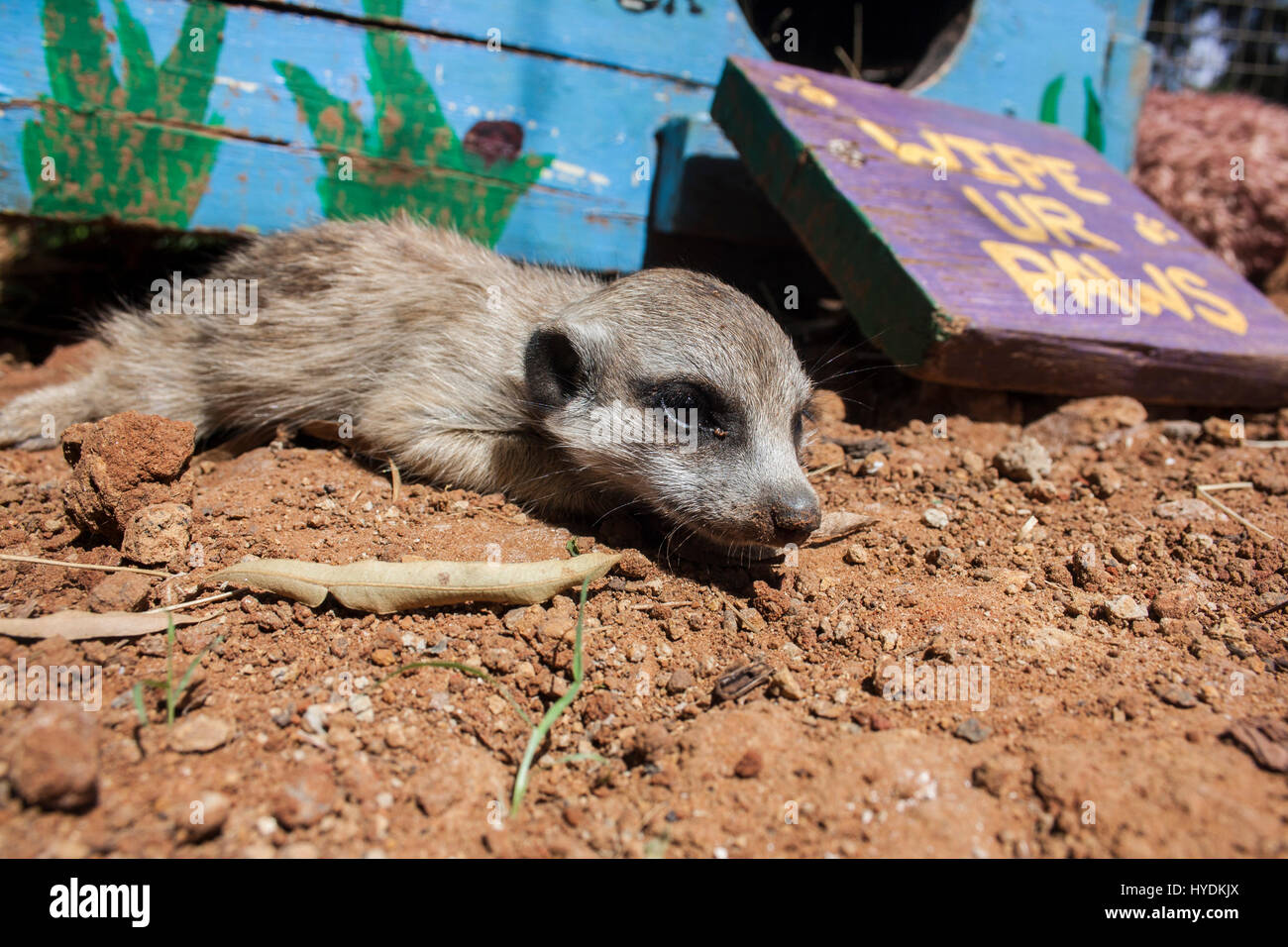 Suricates afrique du sud Banque de photographies et d’images à haute ...