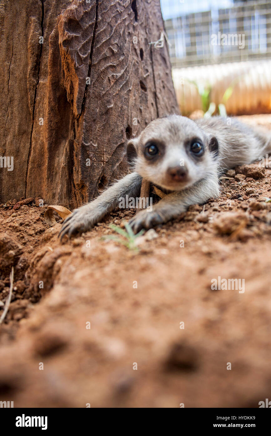 Suricates afrique du sud Banque de photographies et d’images à haute ...