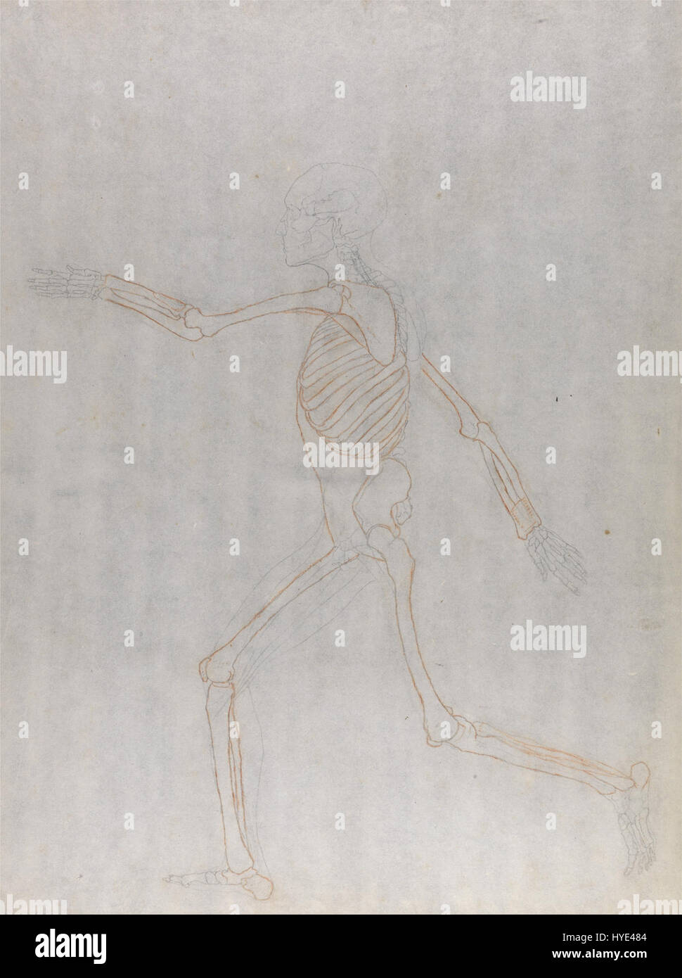 George Stubbs une exposition anatomique comparative de la structure du ...