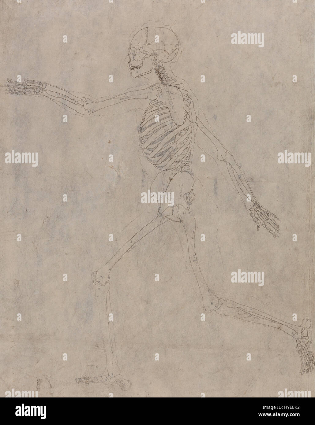 George Stubbs une exposition anatomique comparative de la structure du ...