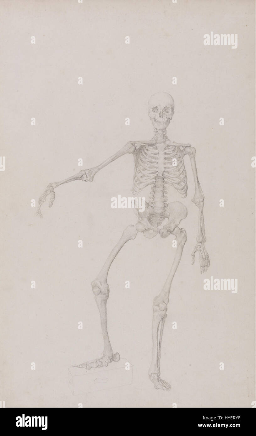 George Stubbs une exposition anatomique comparative de la structure du ...