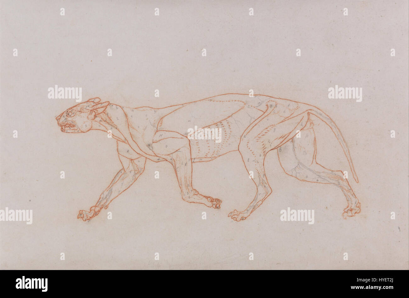 George Stubbs une exposition anatomique comparative de la structure du ...