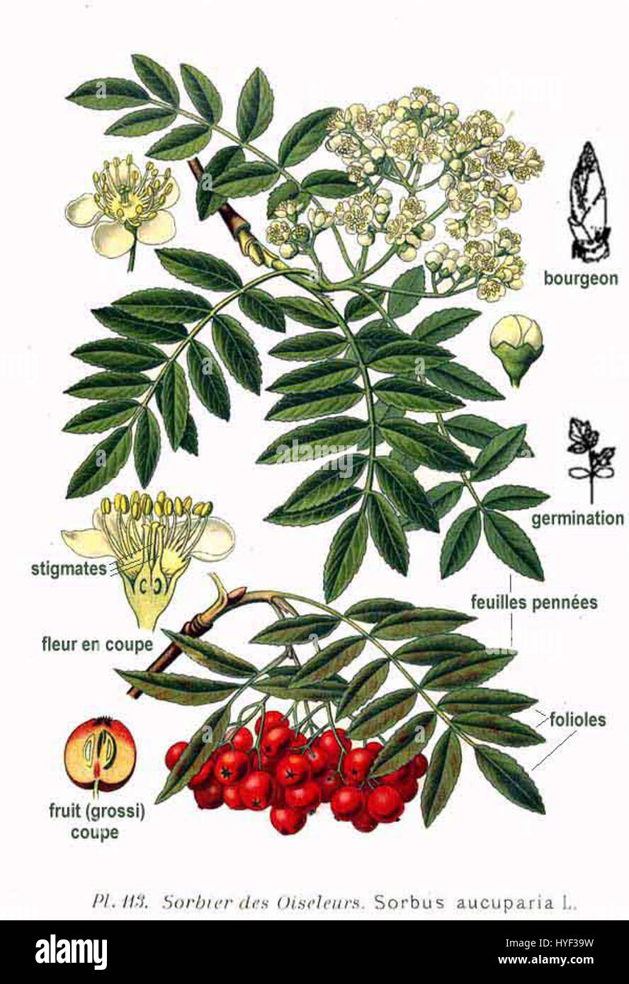 Sorbus aucuparia l Banque de photographies et d’images à haute ...