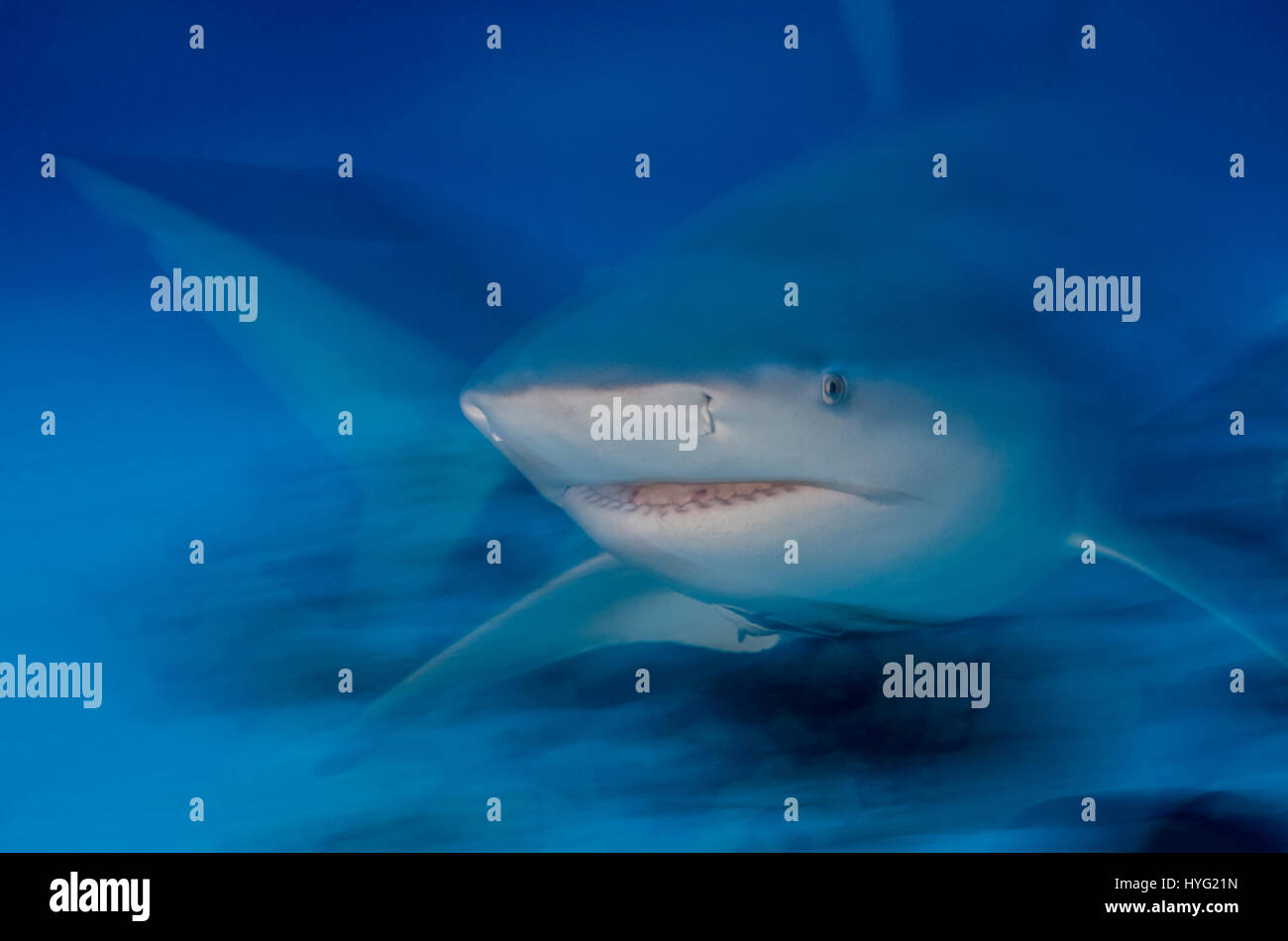 Petits requins Banque de photographies et d’images à haute résolution ...