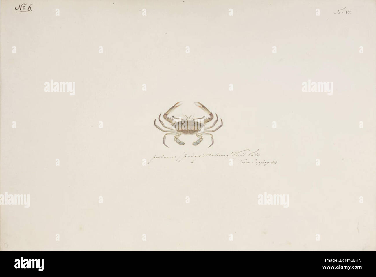 Podophthalmus vigil Banque de photographies et d’images à haute ...