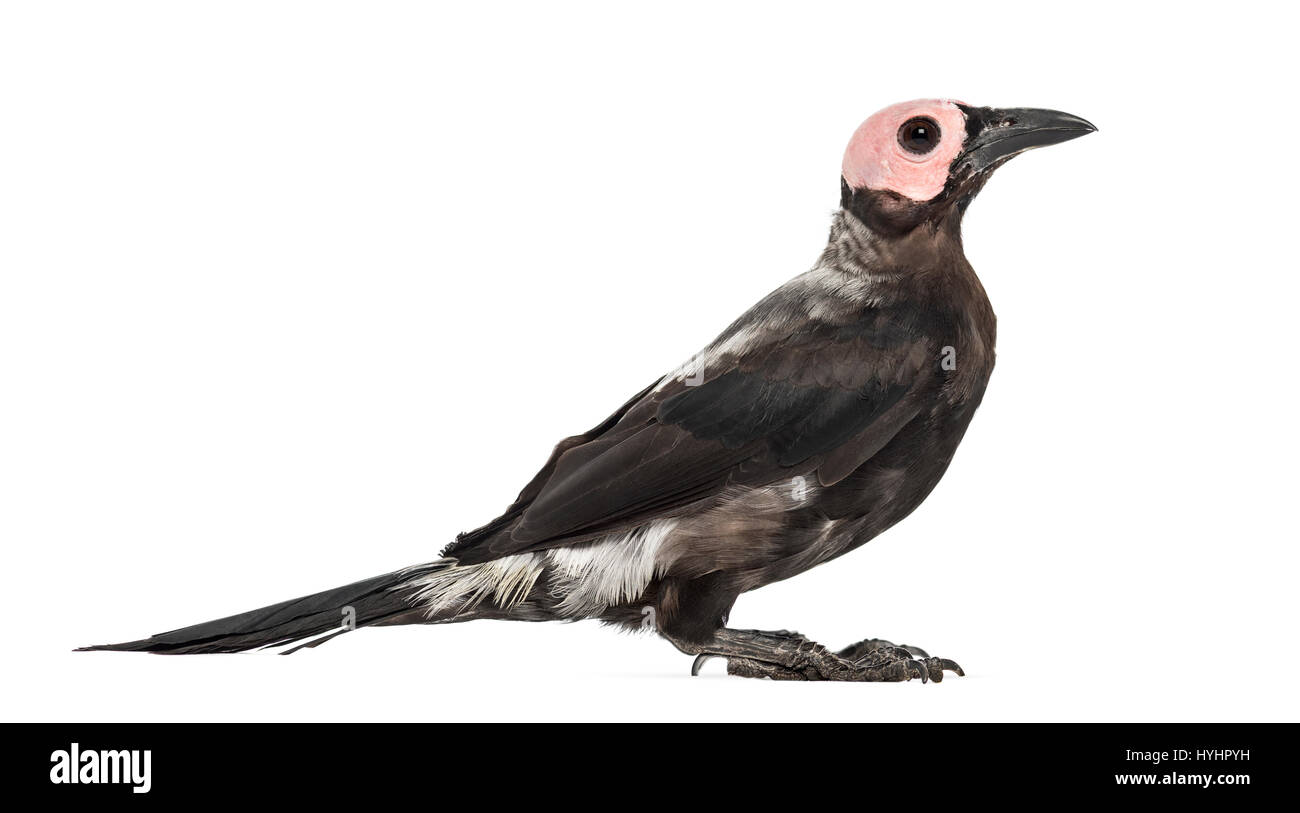 Sarcops calvus Banque de photographies et d’images à haute résolution ...