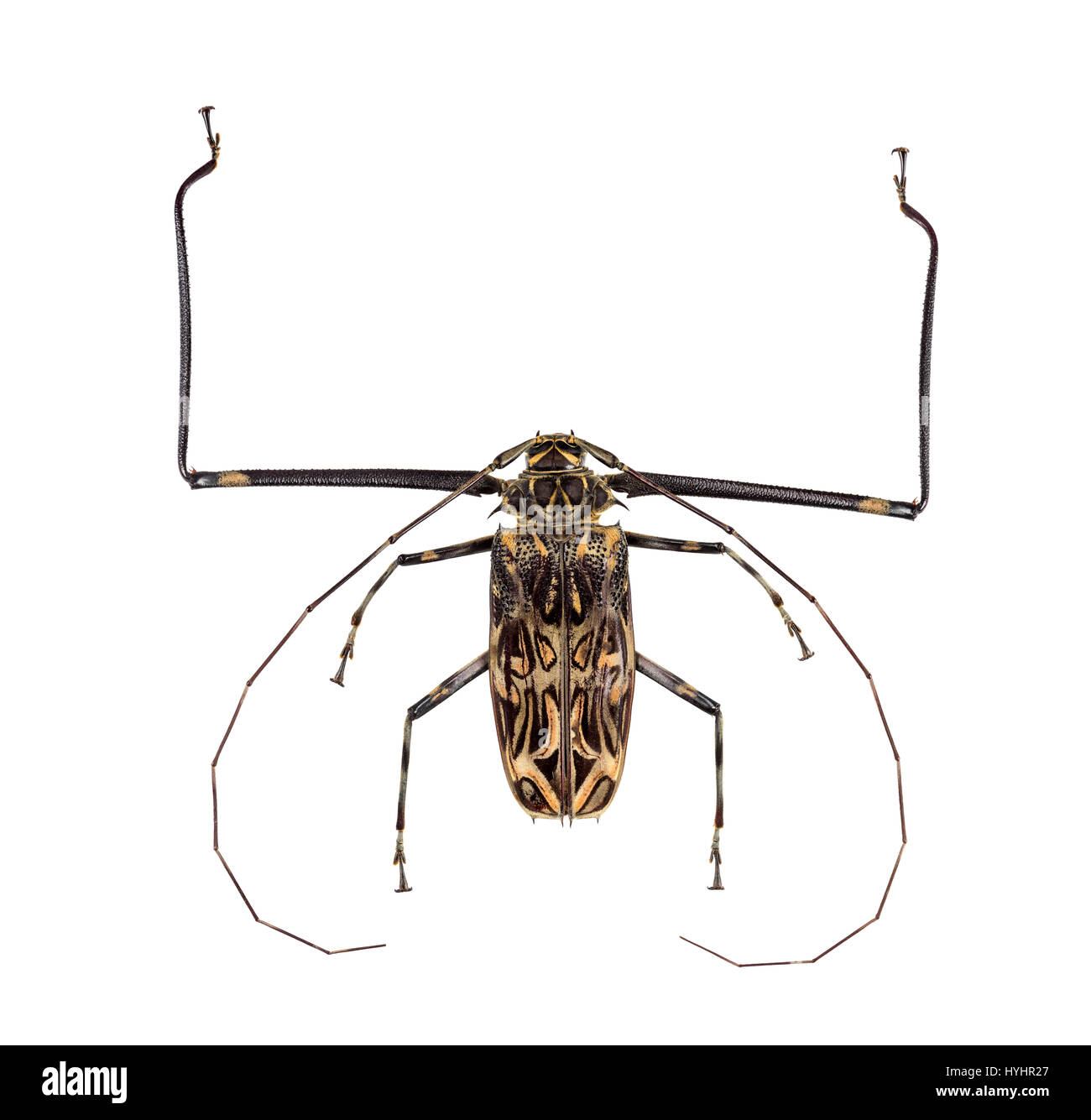 Acrocinus longimanus harlequin beetle Banque de photographies et d ...