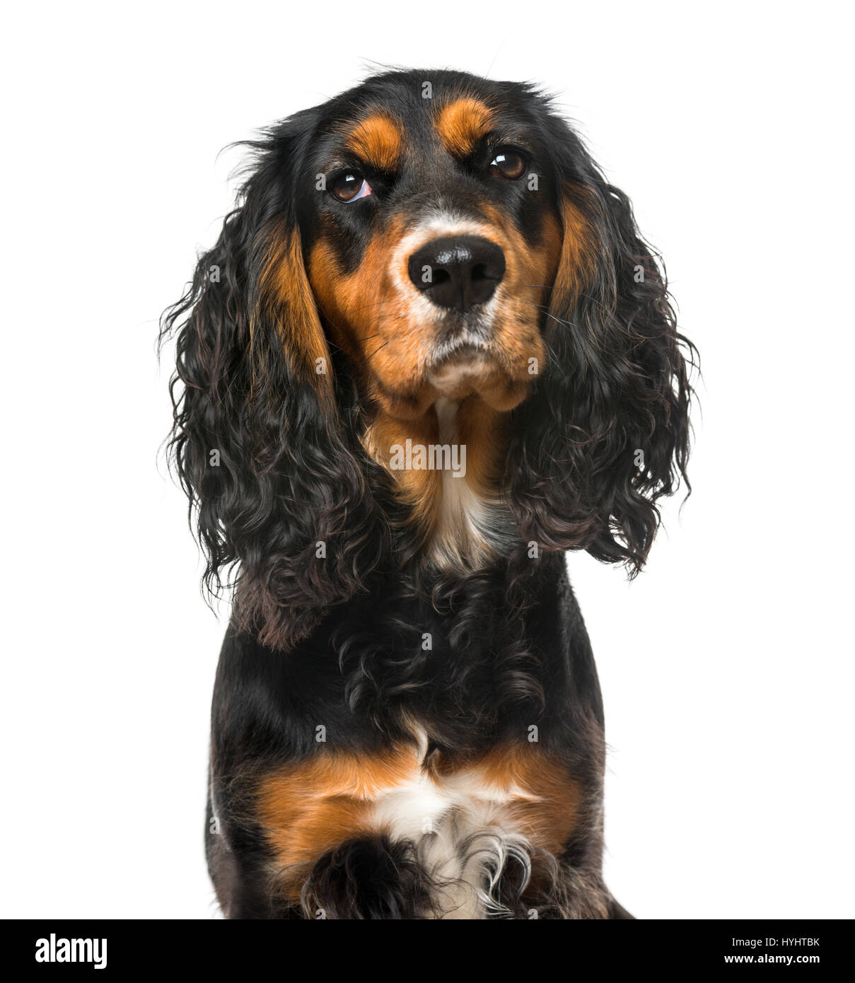 Bad tempered Banque de photographies et d’images à haute résolution - Alamy