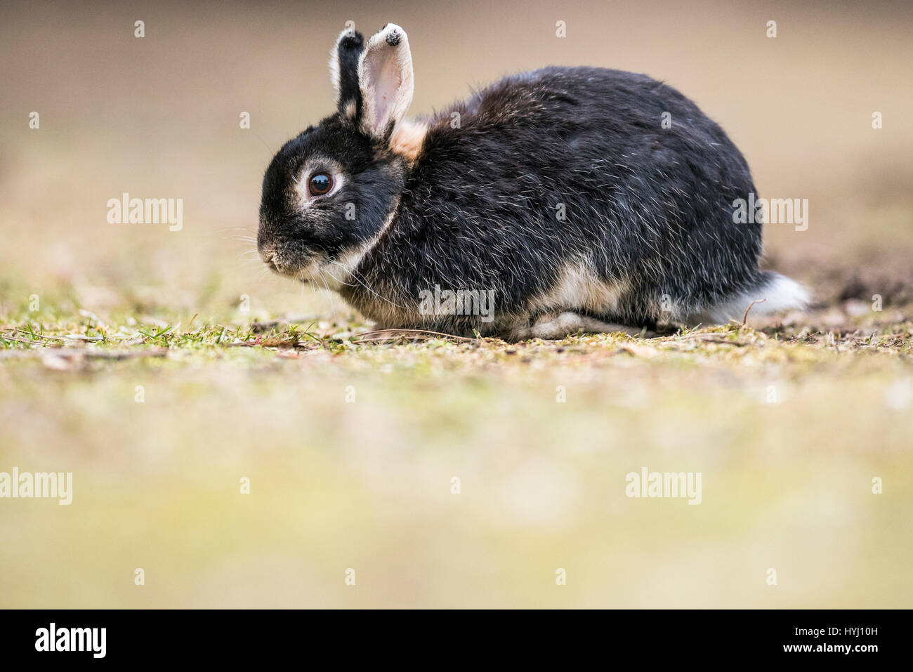 Lapins de garenne (Oryctolagus cuniculus) sitting on meadow, croisement ...