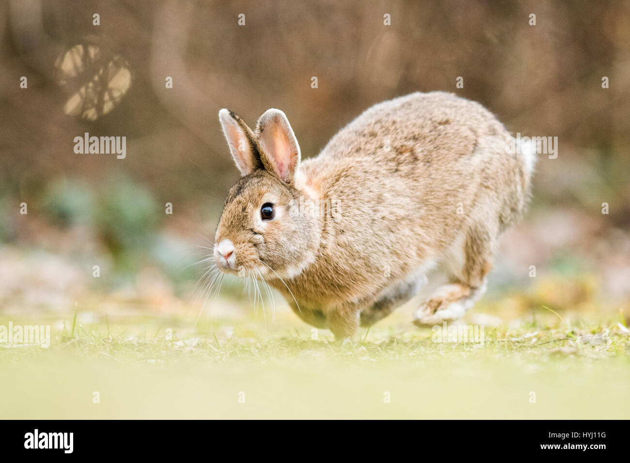 Lapins de garenne (Oryctolagus cuniculus) houblon sur un pré ...